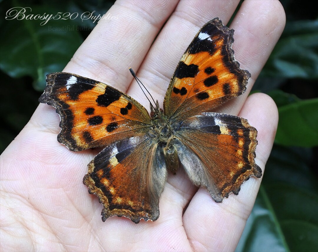 Real Butterfly ,spread Butterfly Nymphalis Vau Album Butterflies ...