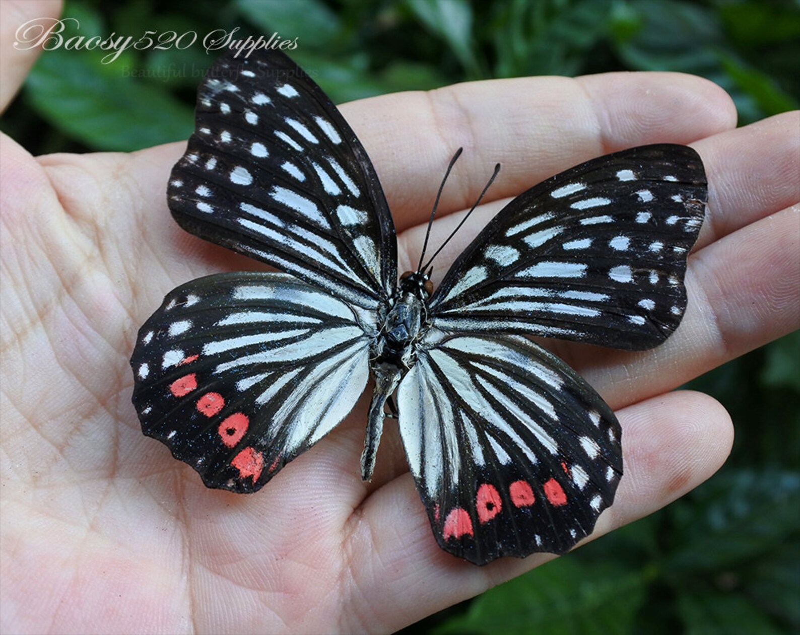Real Butterfly ,spread Butterfly Hestina Assimilis Butterflies, Nature ...