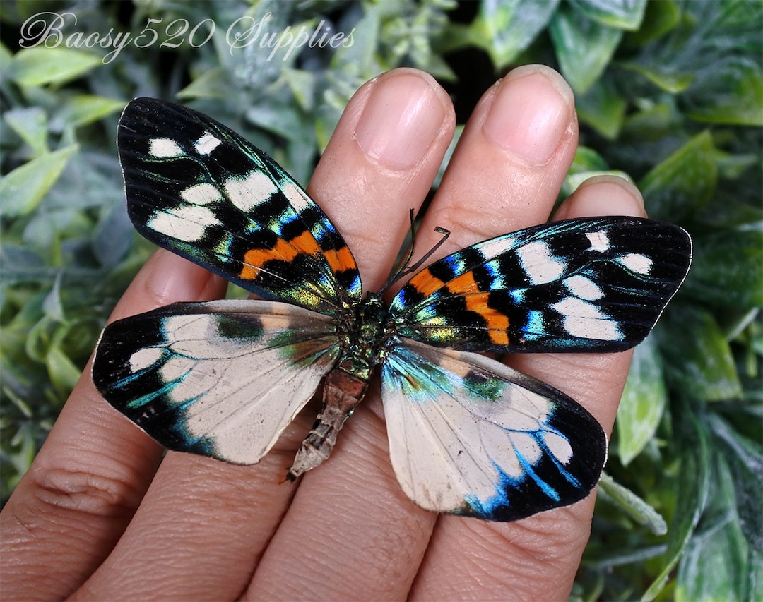 Real Moth ,real Butterfly ,spread Moth Erasmia Pulchera Moth, Nature ...