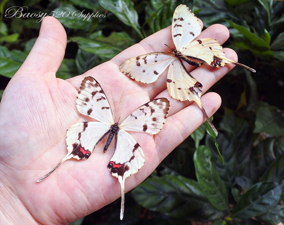 Real Butterfly ,spread Butterfly Sericinus Montelus Grey Butterflies ...