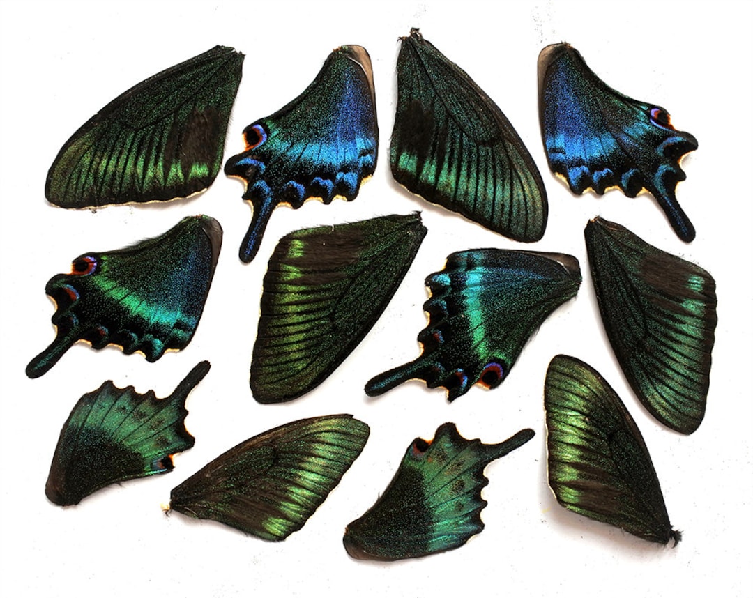 12pcs Real Butterfly Wings for Earrings/necklace, Butterflies for Resin ...