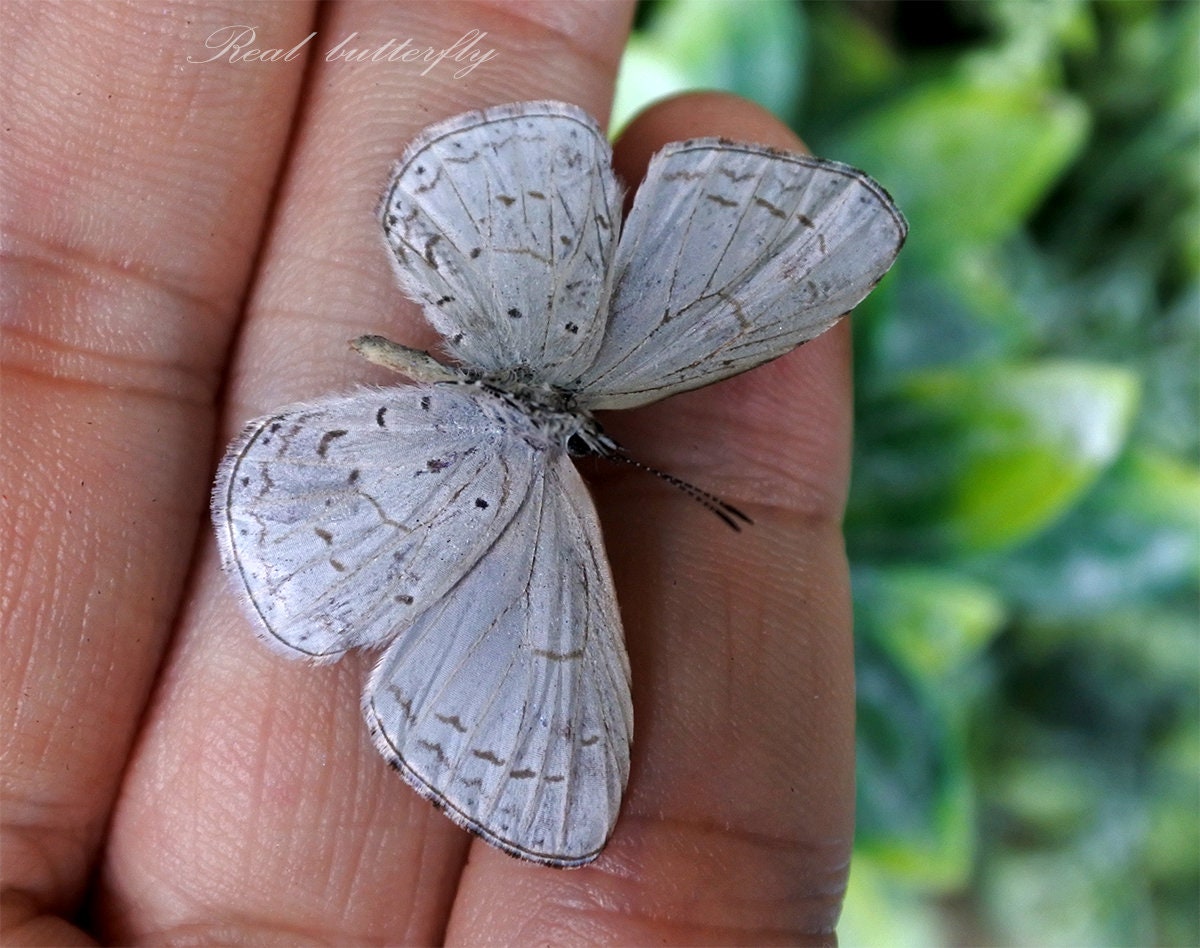 Real Butterfly ,spread Butterfly,nature Blue Butterflies, Holly Blue ...