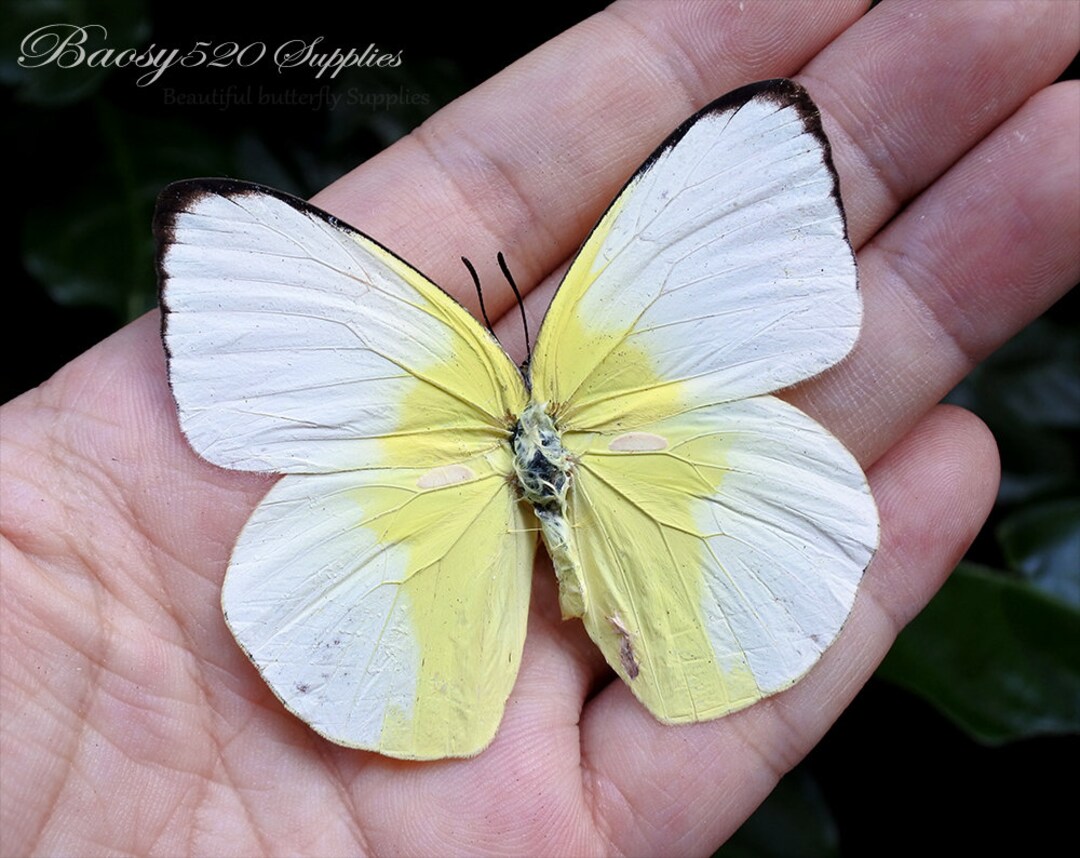 Real Butterfly ,spread Butterfly Catopsilia Pomona Butterflies, Nature ...