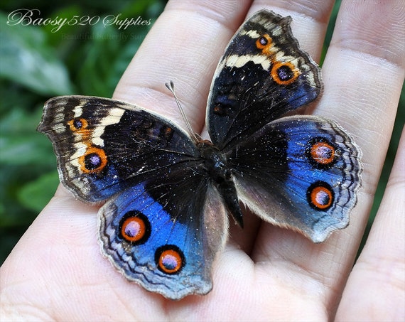 Real Butterfly In Nature