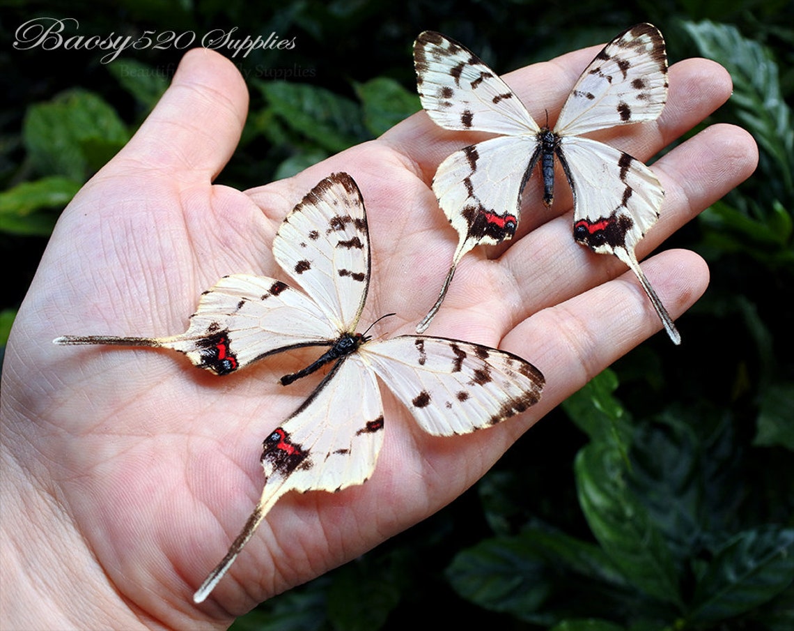 Real Butterfly ,spread Butterfly Sericinus Montelus Grey Butterflies ...