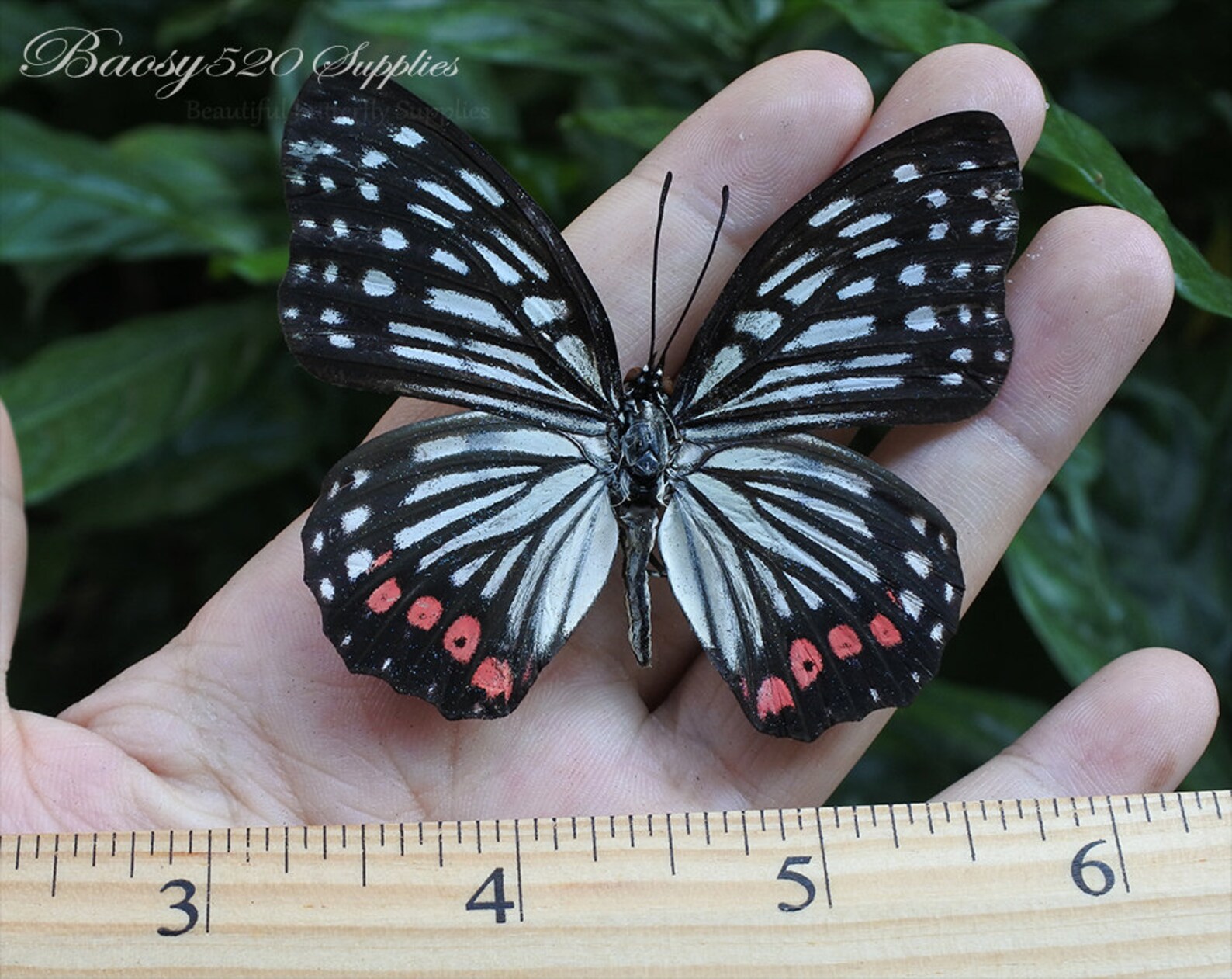 Real Butterfly ,spread Butterfly Hestina Assimilis Butterflies, Nature ...