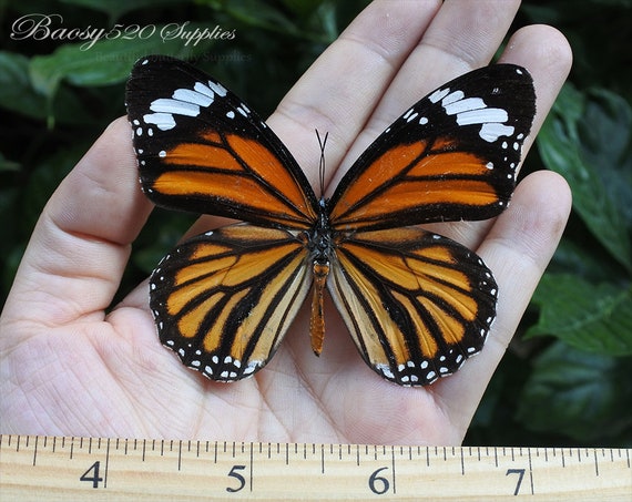 Real Monarch Butterfly Wings