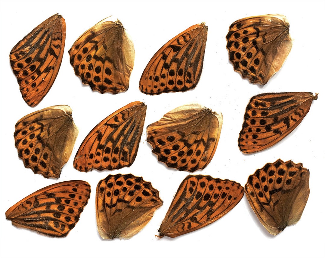 12pcs Real Butterfly Wings for Earrings/necklace, Butterflies for Resin ...