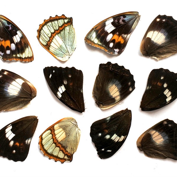Real Butterfly Wing - Etsy