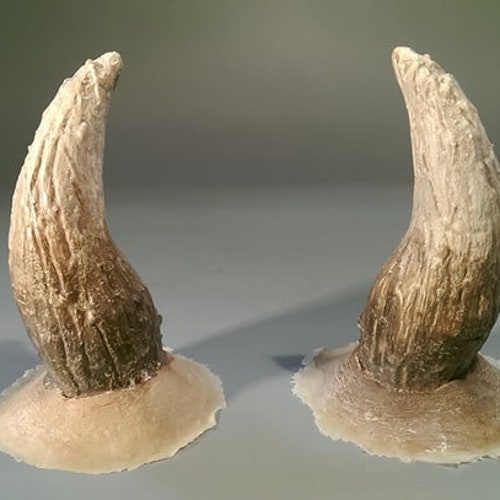 Prosthetic Fx Silicone Horns. Easy to Apply and Colour and - Etsy UK