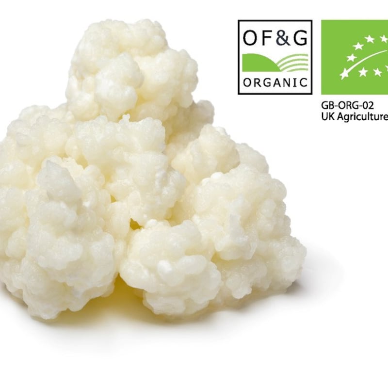 Kefir Grains - Etsy Israel