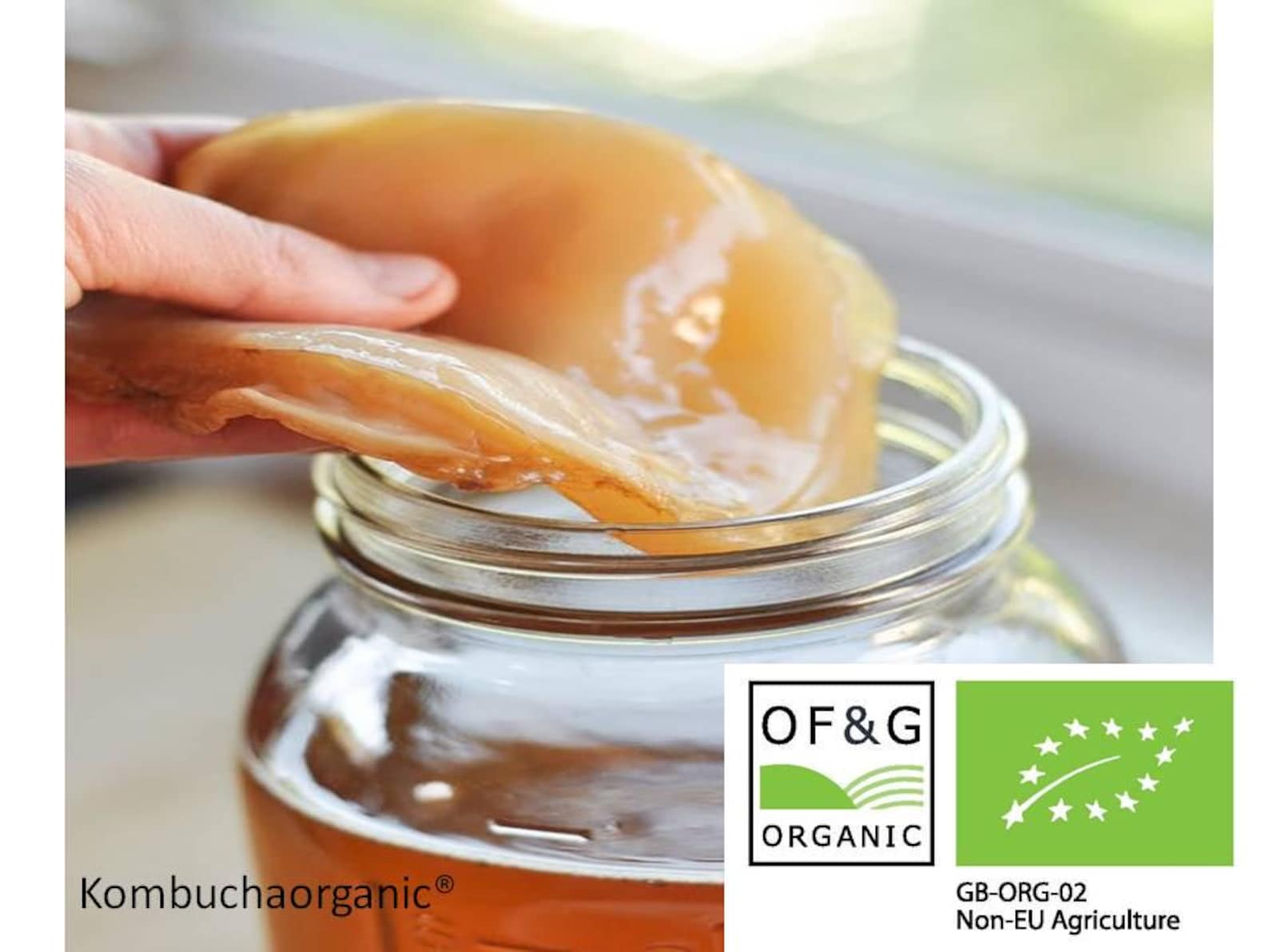 Kombuchaorganic Xlarge (5 Litre) Certified Organic Kombucha Scoby ...