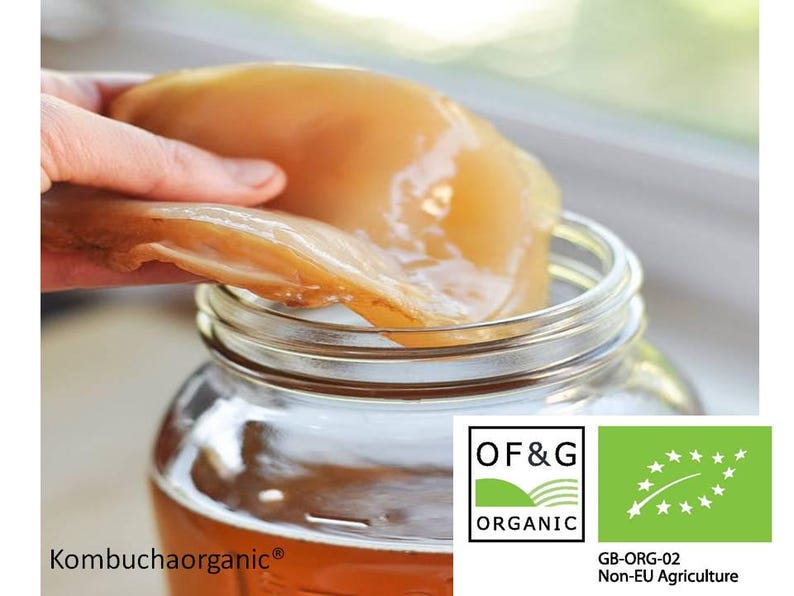 X Large Organic Kombucha Scoby for 5 Litre Container: Live Culture With ...