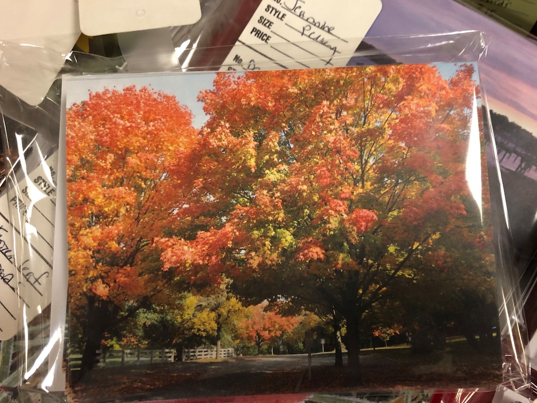 Set of 10 New England Fall Foliage Cards - Etsy