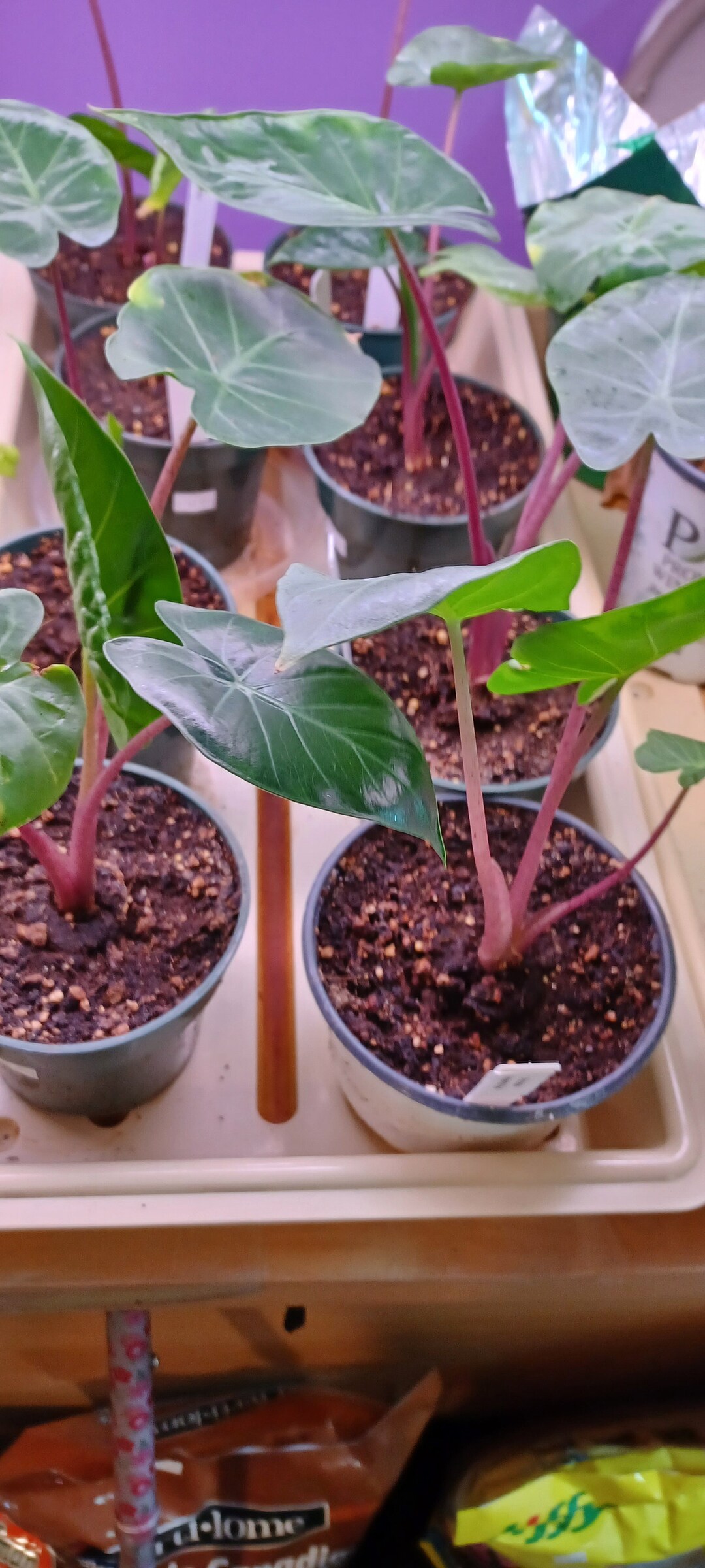 Alocasia Imperial Red Elephant Ear 4 Pot - Etsy