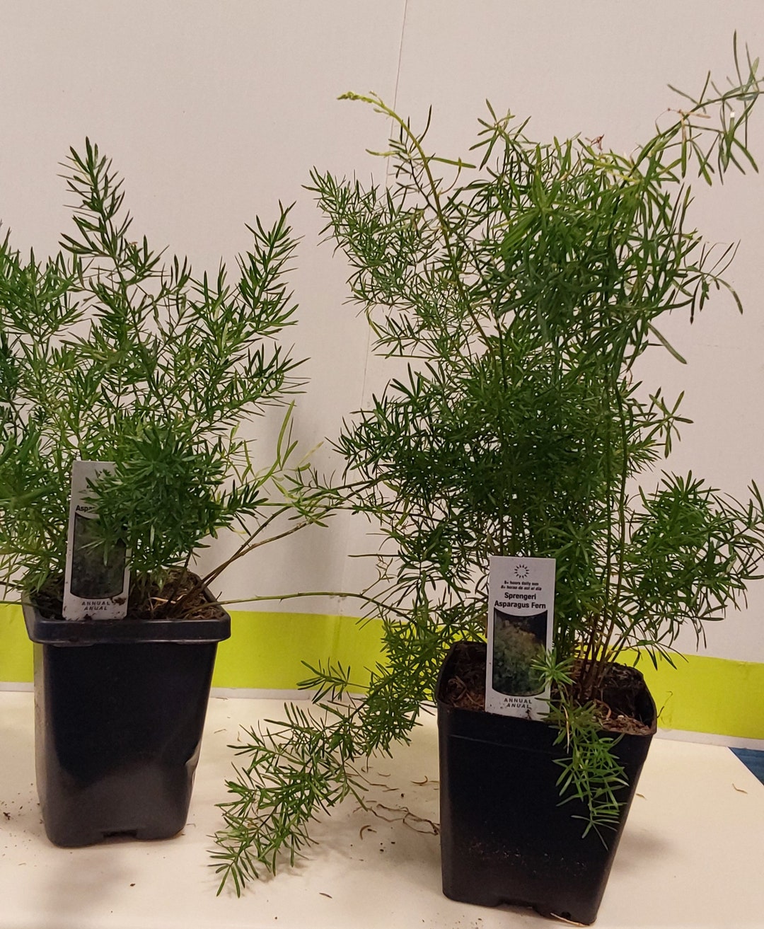 Asparagus Sprengeri Fern, 1-4inch Pot - Etsy