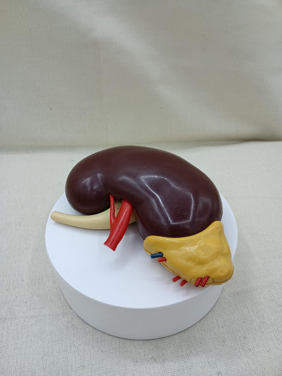 Vintage 1961 Merck & Co Diuril Model Kidney - Etsy