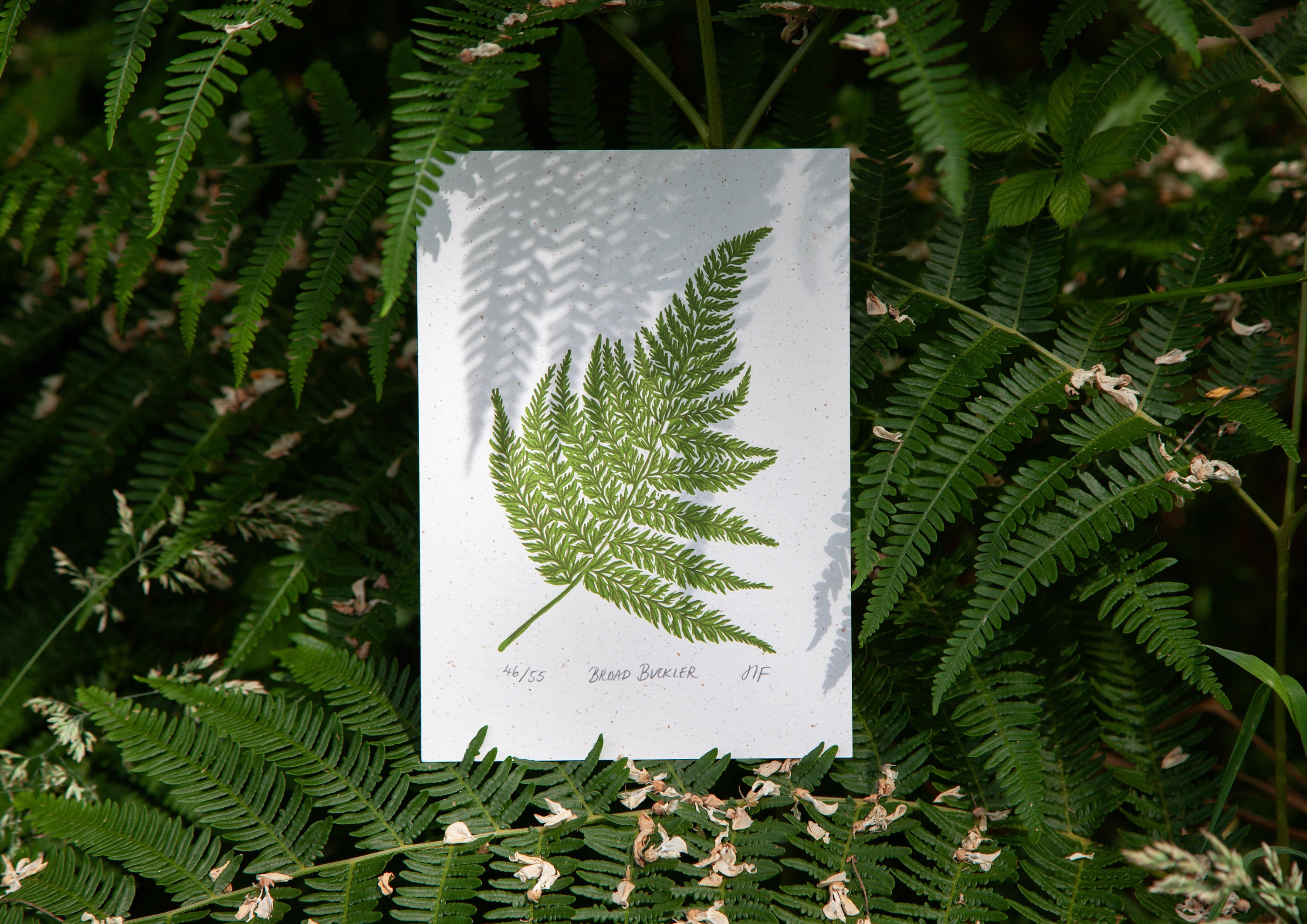 Broad Buckler Fern A5 Original Linocut Print Woodland - Etsy