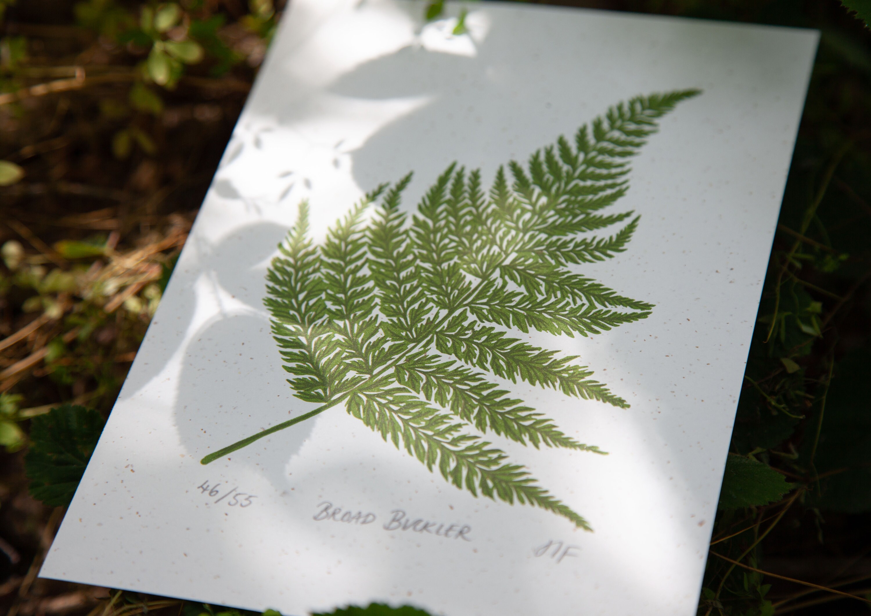 Broad Buckler Fern A5 Original Linocut Print Woodland - Etsy