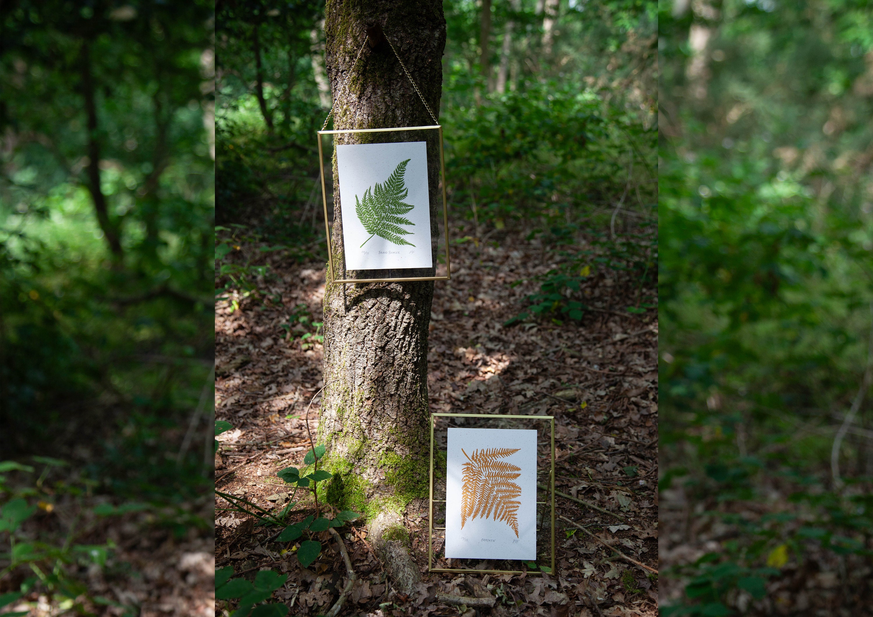 Broad Buckler Fern A5 Original Linocut Print Woodland - Etsy