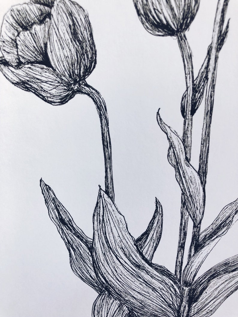Tulip Print (ink Pen, Spring, Herbal, Botanical Sketch) - Etsy