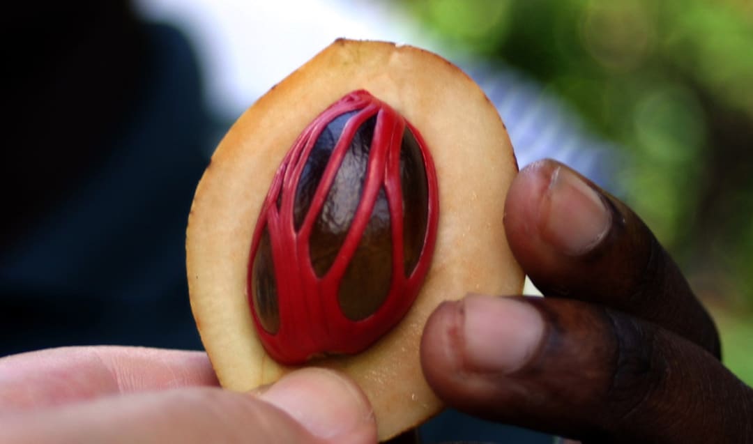 Organic Mace whole 2 Oz / 4 Oz - Etsy