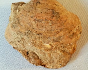 Petrified shell | Etsy