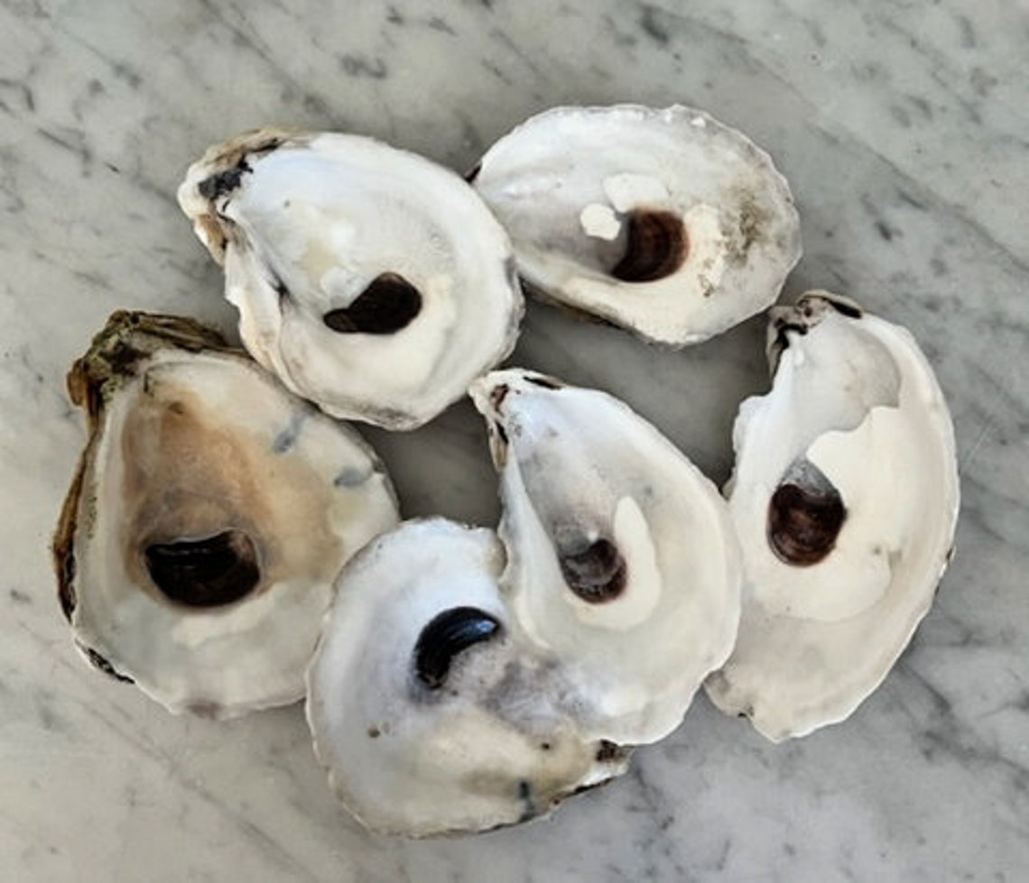 DIY Oyster Shell Decoupage Kit - Etsy