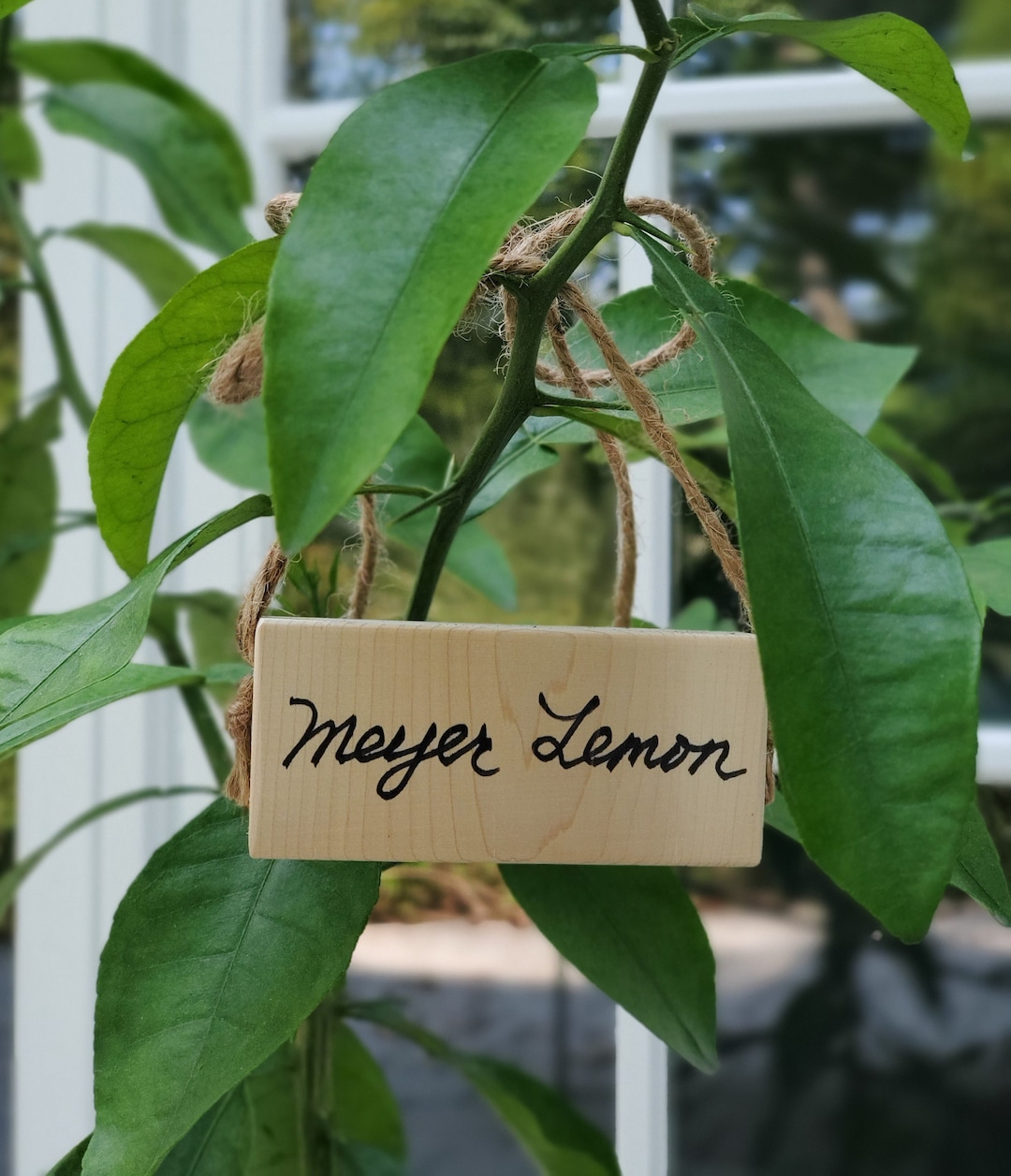 Fruit Tree Tag - Customizable Tree Sign - Nursery Stock Label - (3 1/2 ...