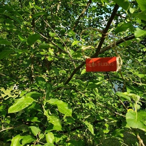 Tree Markers ( 3 1/2" X 1 1/2" X 3/4") - Garden Fruit Tree Sign ...