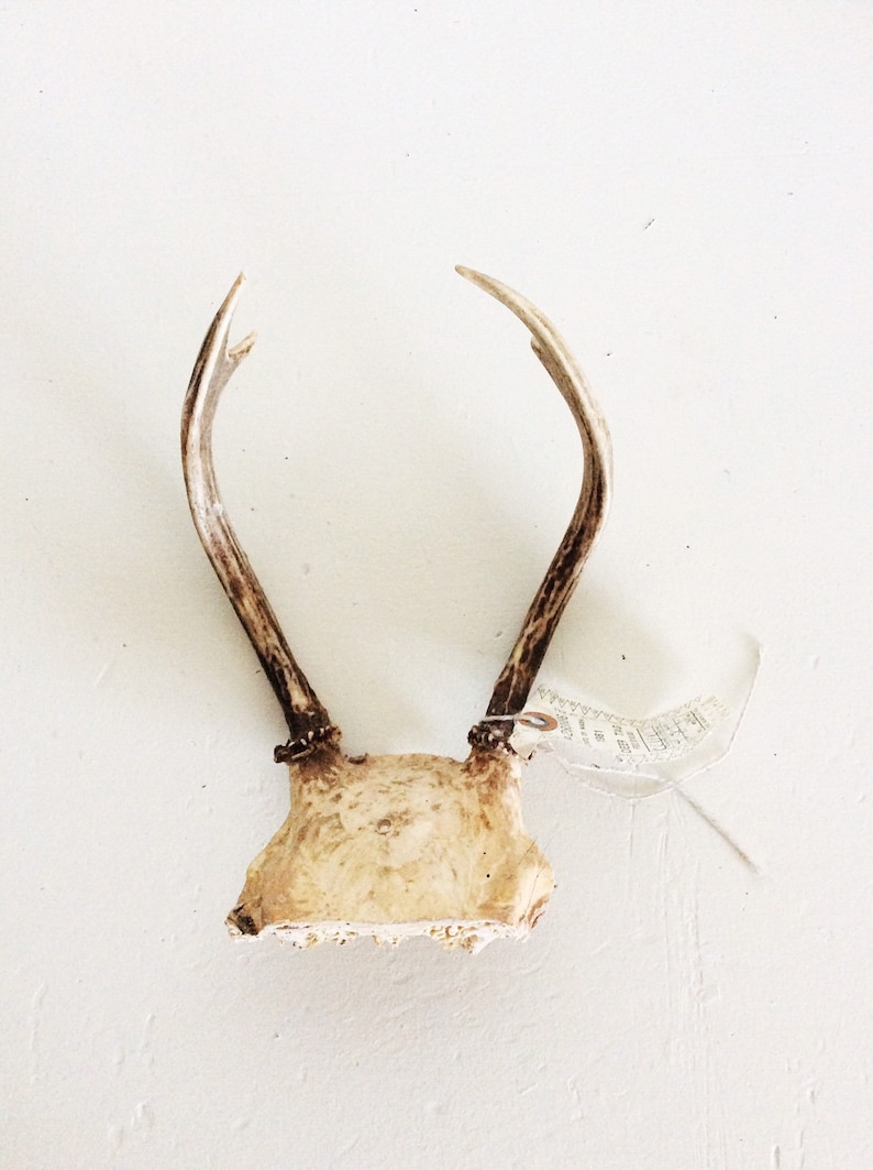 Vintage Deer Mount Small Deer Antlers Wall Decor Northwest - Etsy