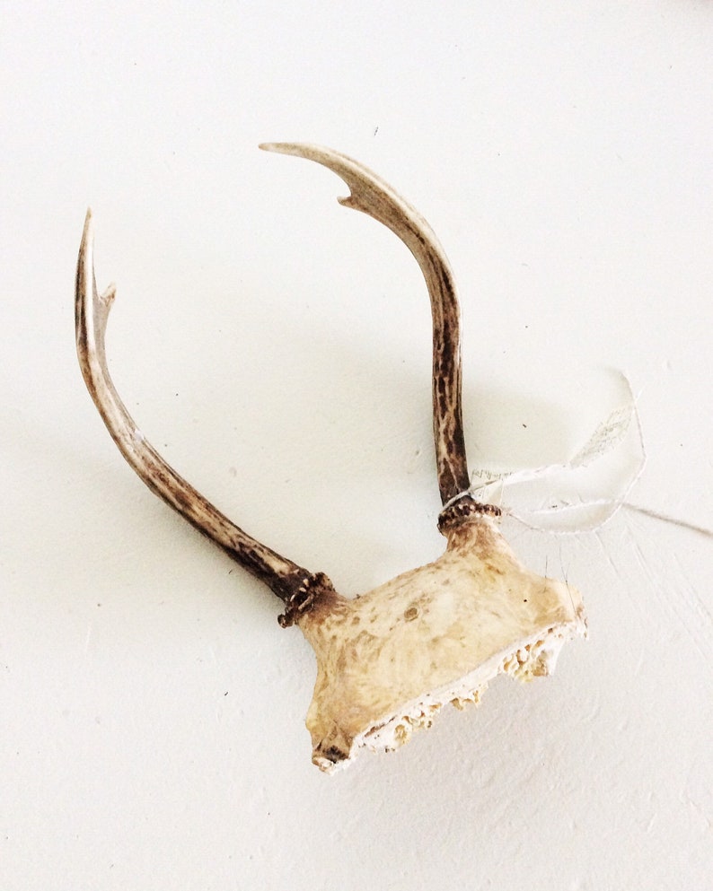 Vintage Deer Mount Small Deer Antlers Wall Decor Northwest - Etsy
