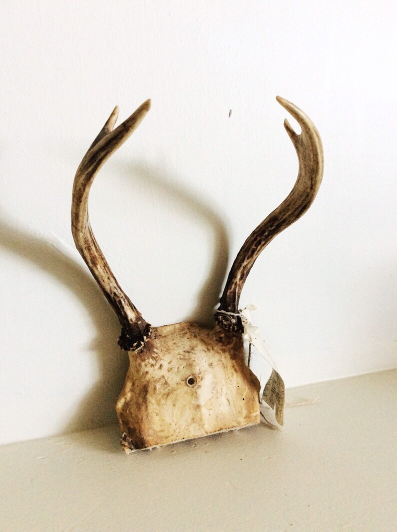 Vintage Deer Mount Small Deer Antlers Wall Decor Northwest - Etsy