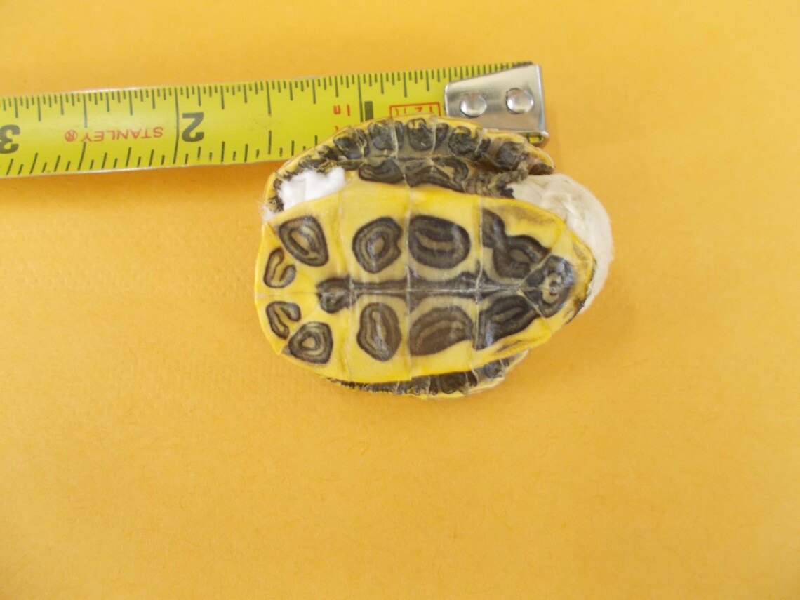 20 Real Small Red Ear Turtle Shell for C Ustomer Measure Around 1 1/2 ...