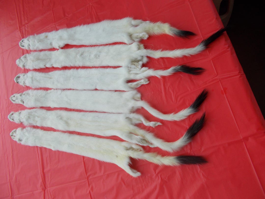 Here I Have 6 Tanned Ermine Furs for Crafts These Are Huge and All ...