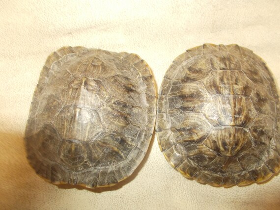 Here I Have 2 Red Ear Turtle Shells Measure Around 3 | Etsy