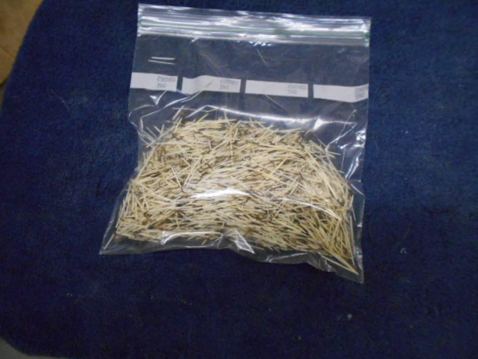 1 Oz of Great Quills for Your Craft Needs These Are Wrapping Quills - Etsy