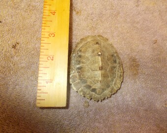 Baby Map Turtle Shells 2 3.5 Inch Sizes Available TU9 - Etsy