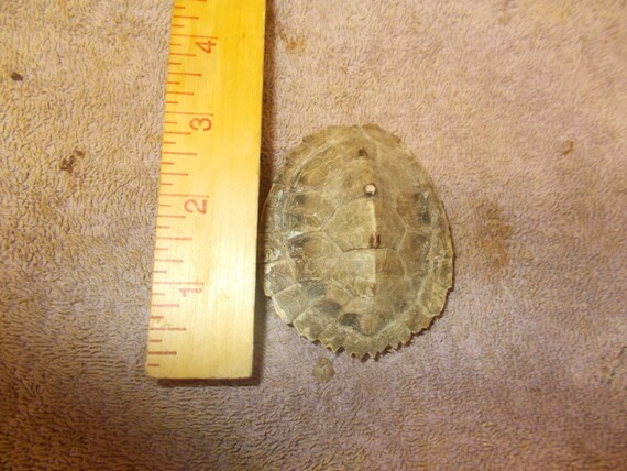 Here I Have 1 Map Turtle Shells Measure Around 3 Great - Etsy