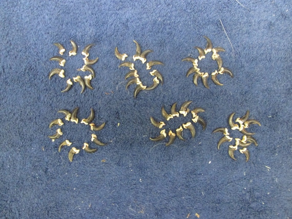 50 Real Nice Large Coyote Claws Great for Crafts | Etsy