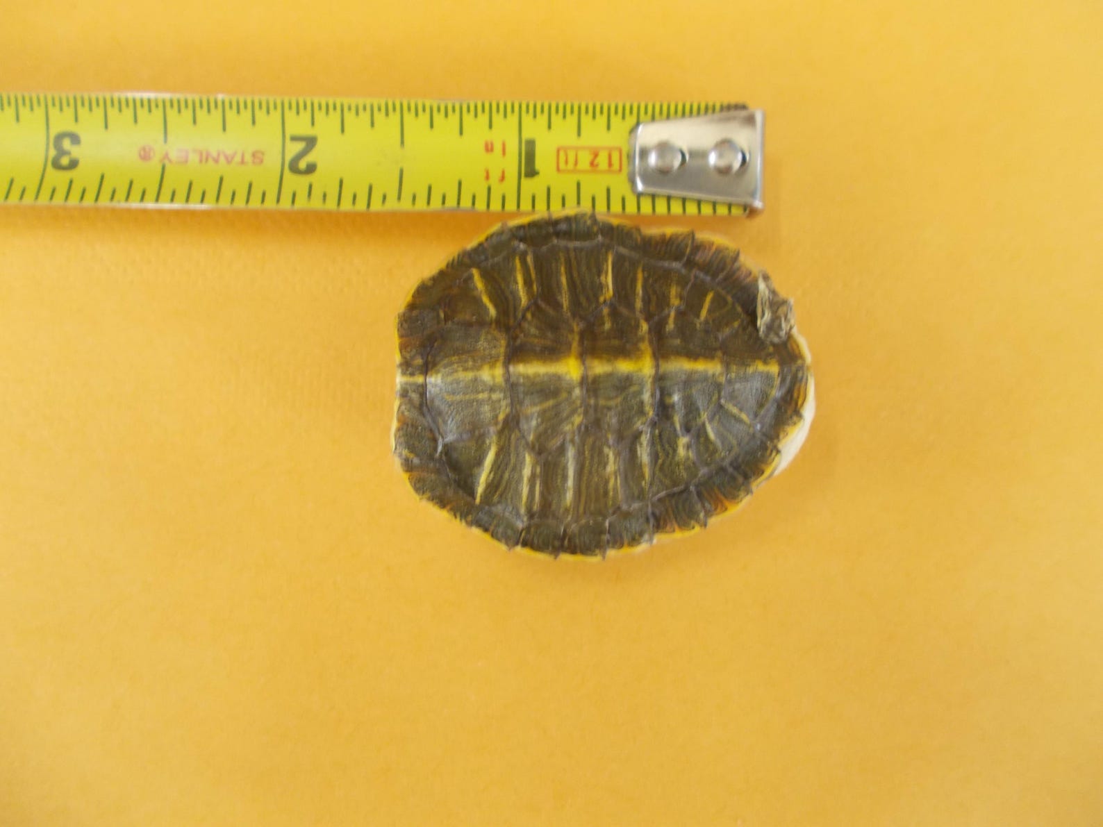 20 Real Small Red Ear Turtle Shell for C Ustomer Measure Around 1 1/2 ...