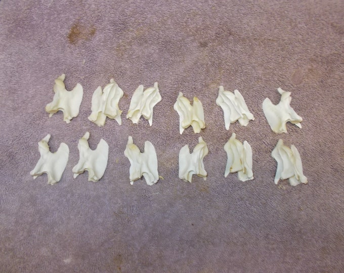 Coyote Claw Toe Bones Real Bones Undrilled 10 Assorted Pieces Stock No ...