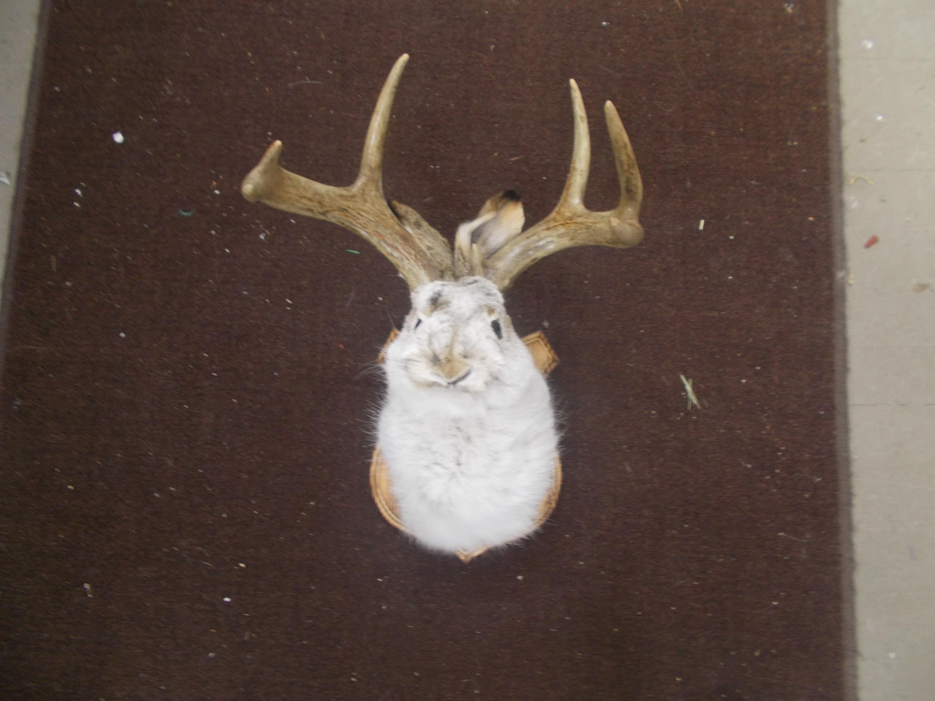 Fresh for Taxidermist Real Nice 5 Point W/t Deer Heavy Horned Jackalope ...