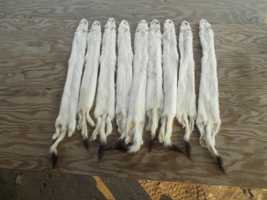 10 Tanned Ermine Furs They Measure Around 14 " Plus Comes With Free ...