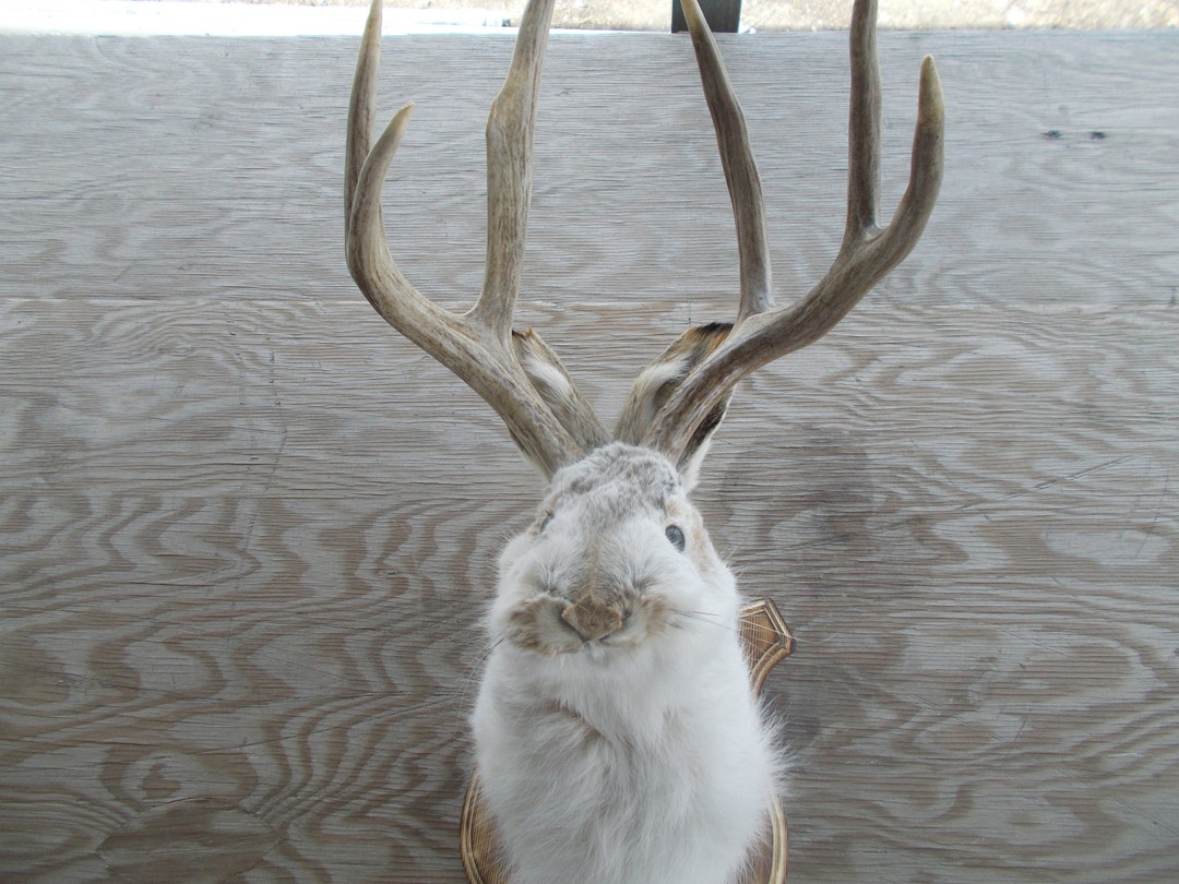 Fresh From Taxidermist Real Nice Tall 6point M/d Jackalope for a Great ...