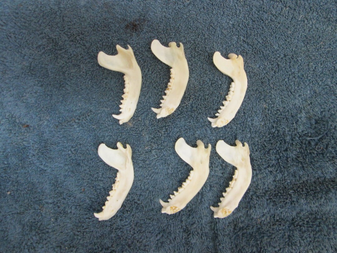 6 Real Nice Cleaned Raccoon Jaws 3 Lefts and 3 Rights Ready for Your ...