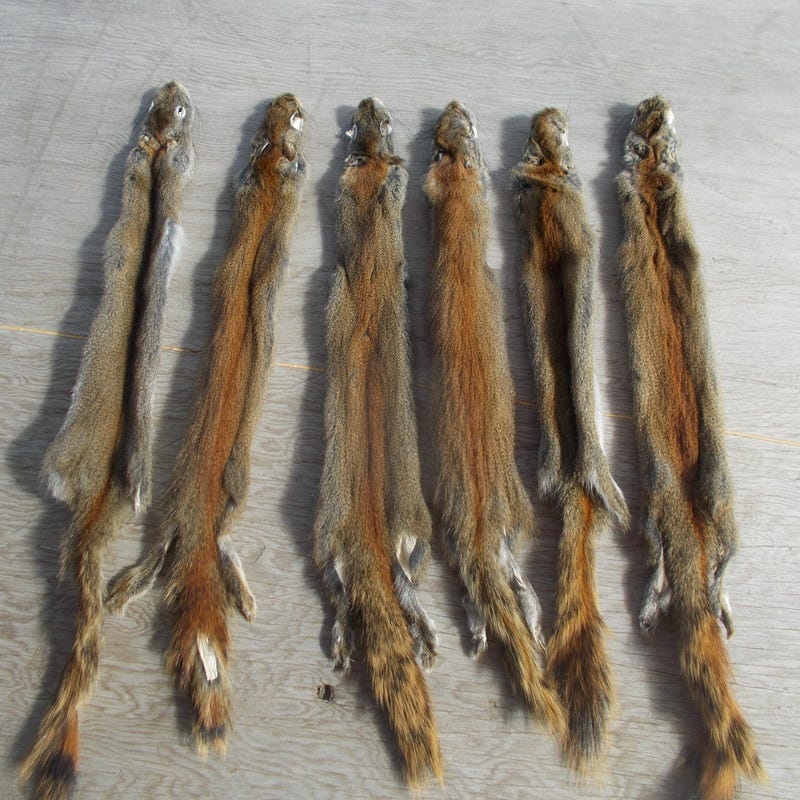 Squirrel Feet - Etsy