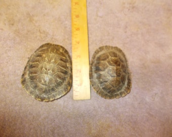 Baby Map Turtle Shells 2 3.5 Inch Sizes Available TU9 - Etsy