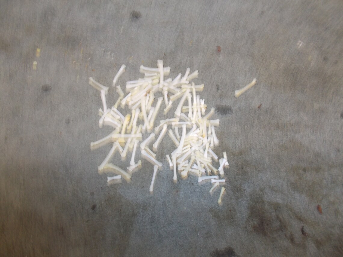 100 + Raccoon Toe & Knuckle Bones Montana Raccoon Great for Crafts ...
