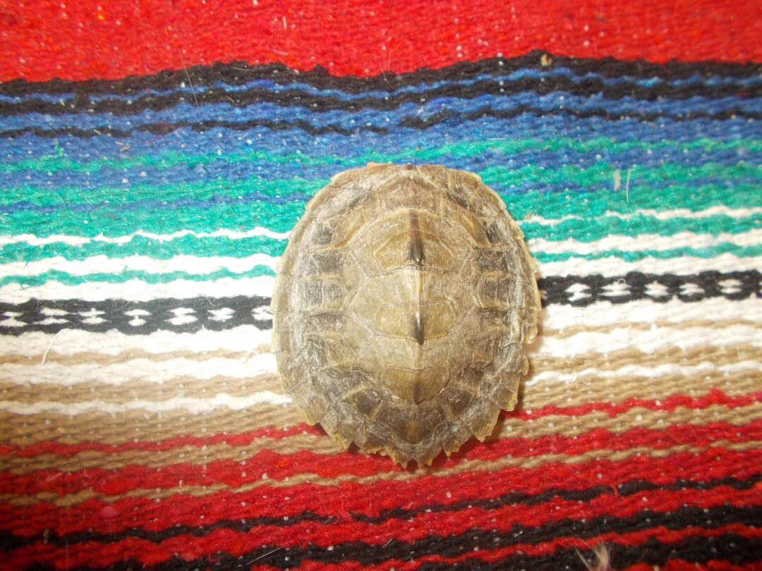 Here I Have an Auction for 1 Map Turtle Shell That Measures Around 3 or ...